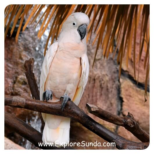 Jawa Timur Park 2 - Batu Secret Zoo - Museum Satwa