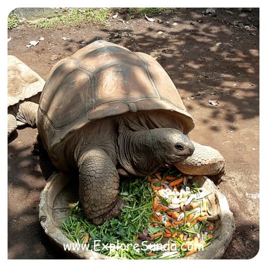 Jawa Timur Park 2 - Batu Secret Zoo - Museum Satwa