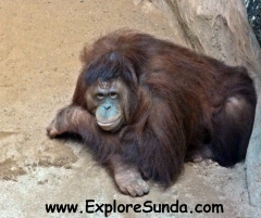 Ragunan Zoo - Jakarta