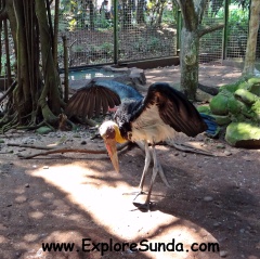 Ragunan Zoo - Jakarta