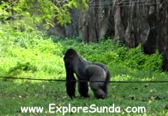 Ragunan Zoo - Jakarta