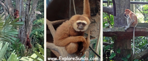 Ragunan Zoo - Jakarta